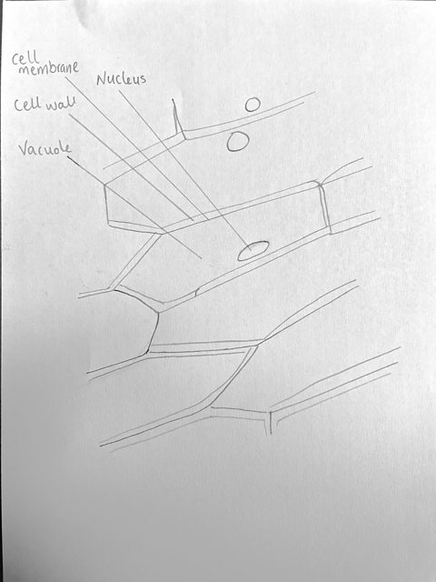 What are cells? KS3 Biology - CCEA - BBC Bitesize