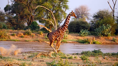 Do animals suffer from post-traumatic stress?