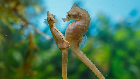 The Mating Game: Animals struggle with first dates too - BBC Bitesize