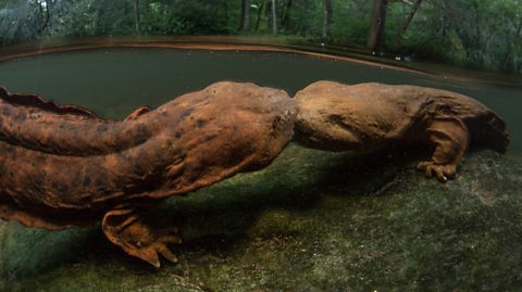 The Mating Game: Animals struggle with first dates too - BBC Bitesize