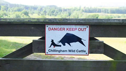 A British beast rarer than the panda