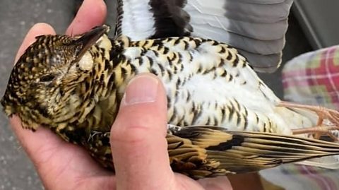 Birdwatching - BBC News