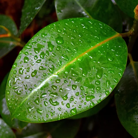 The ingenious living bridges of India