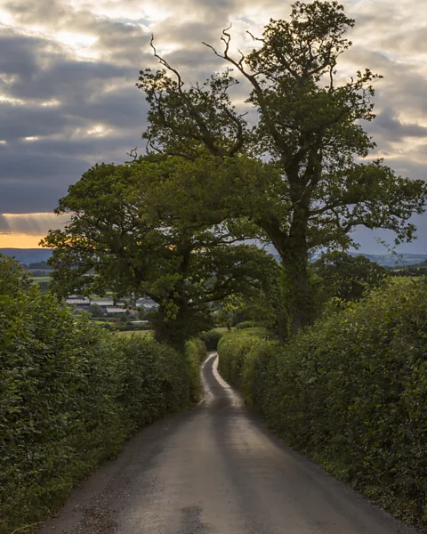 The hidden bustling world of hedgerows