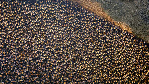 Why insects are more sensitive than they seem