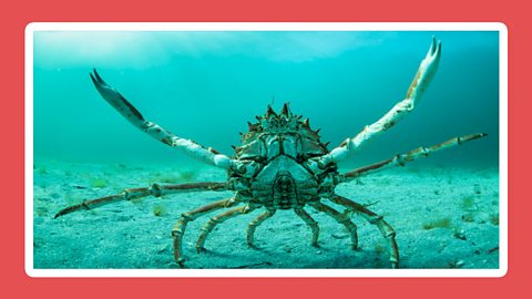 What is an invertebrate? - BBC Bitesize