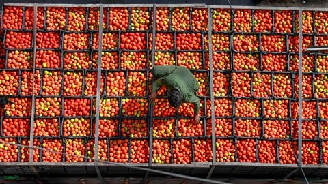The tomatoes at the forefront of a food revolution