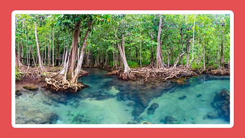 What do a plants need? - BBC Bitesize