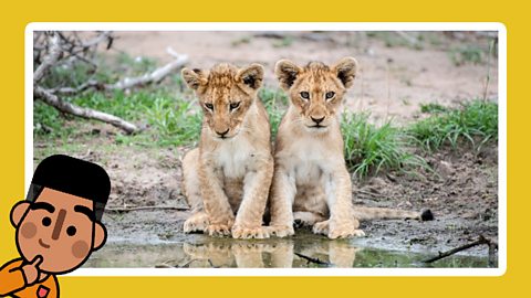 What do animals need to survive? - BBC Bitesize