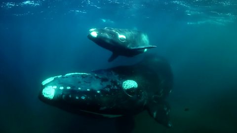 Klimatske promene i životinje: Kako kitovi pomažu da se ohladi Zemlja ...