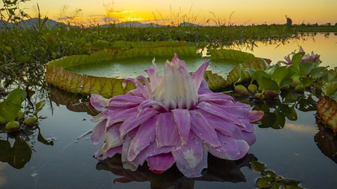 BBC One - The Green Planet - Filming giant water lilies
