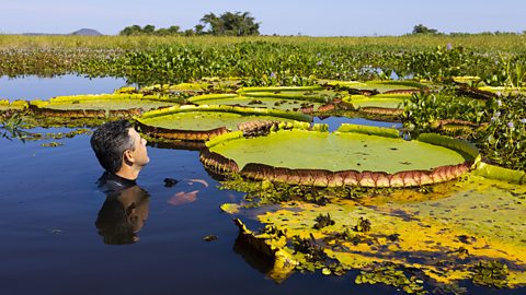 BBC One - The Green Planet - Filming giant water lilies