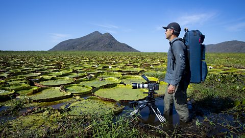 BBC One - The Green Planet - Filming giant water lilies