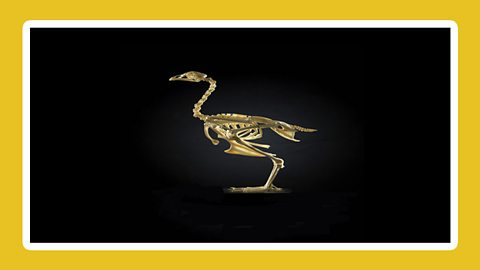 What is a vertebrate? - BBC Bitesize