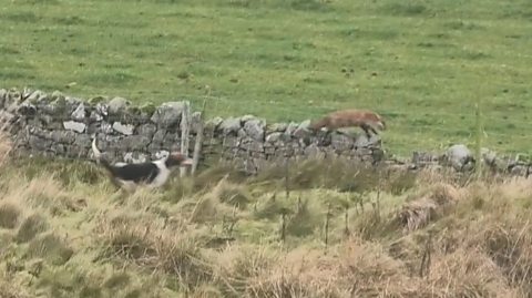 Kelso fox hunt footage reported to police - BBC News