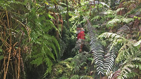 BBC One - The Green Planet - Hawaii- the capital of plant endemics… and ...
