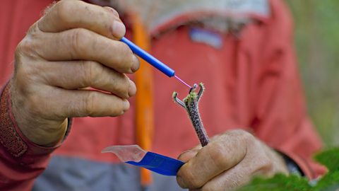BBC One - The Green Planet - Hawaii- the capital of plant endemics… and ...