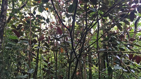 BBC One - The Green Planet - Hawaii- the capital of plant endemics… and ...
