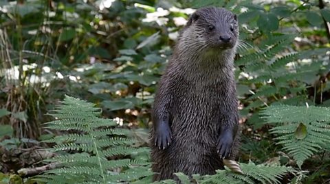 Otter decline 'wake-up call' over river pollution - BBC News