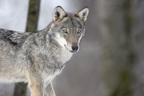 Wolves - BBC News