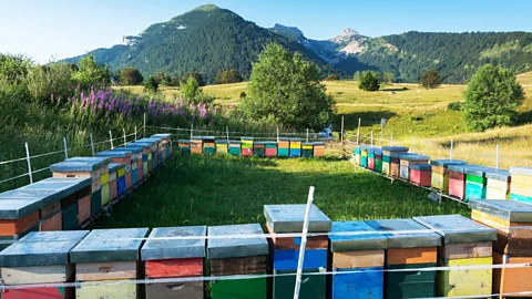 Italy's rare, surprisingly bitter honey