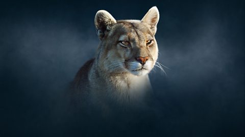 BBC One - Dynasties - Puma ID guide