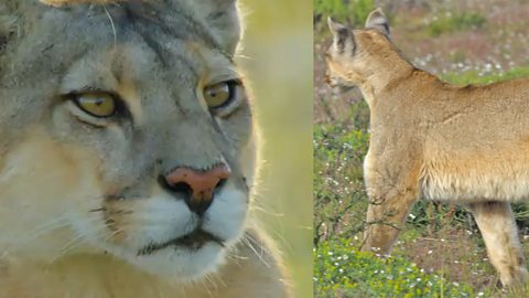 BBC One - Dynasties - Puma ID guide