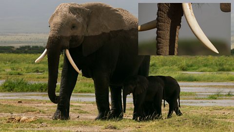 BBC One - Dynasties, Series 2, Elephant