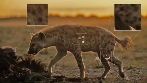 BBC One - Dynasties - Hyena ID guide