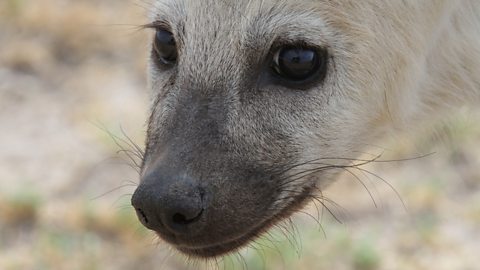 BBC One - Dynasties - Hyenas rock!