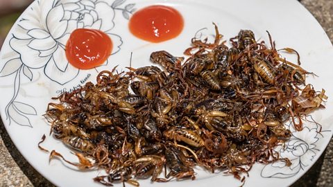 Kurya inyenzi ni nko kurya iswa canke ibifyera - BBC News Gahuza