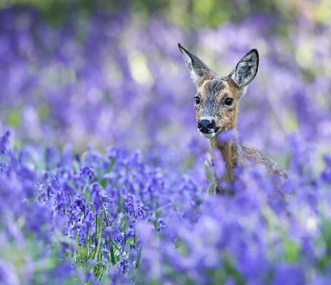 BBC Two - Springwatch - Your spring wildlife photography: Top ten countdown