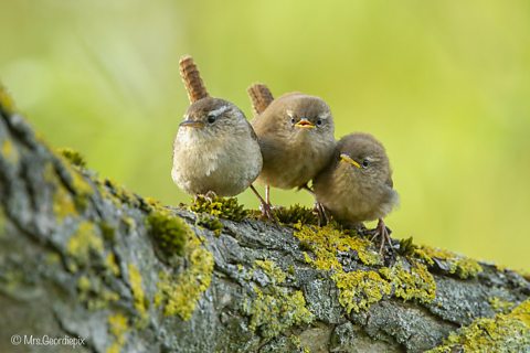 BBC Two - Springwatch - Your spring wildlife photography: Top ten countdown