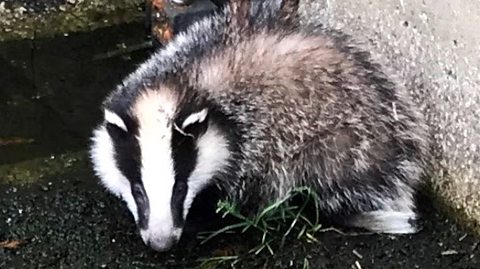 Worcester RSPCA rescue badger from six metre concrete pit - BBC News