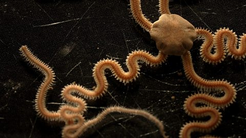 Huge project to map DNA of all wildlife in British Isles - CBBC Newsround