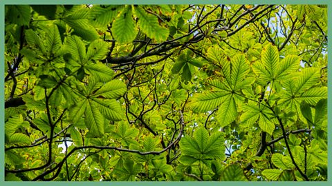 Become a tree detective - Parents' Toolkit - BBC Bitesize
