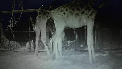 Chester Zoo: Hope for rare giraffe species as calf born in captivity ...