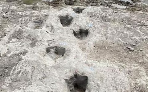 Životinje, nauka i istorija: Kako su zvučali dinosaurusi - BBC News na ...