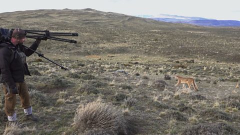 BBC One - Frozen Planet II - Filming puma in the dark of night