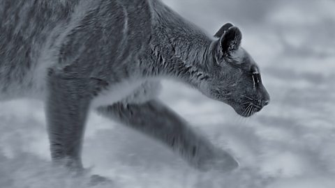 BBC One - Frozen Planet II - Filming puma in the dark of night