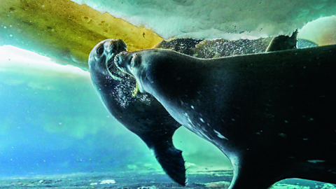 BBC One - Frozen Planet II - Innovation and true grit to film seals ...
