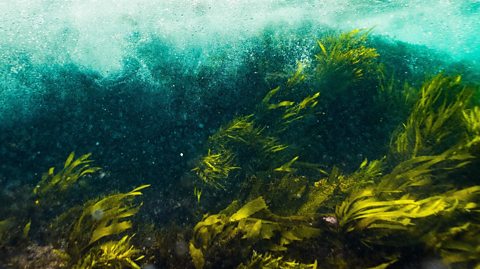 Marine biology - BBC News