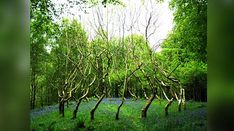 BBC Arts - BBC Arts - The artists celebrating the beauty of nature