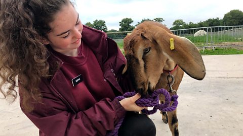 'Singing' goat causes giggling fits at Worcester Cathedral service ...