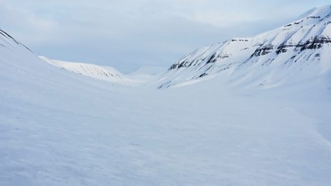 BBC One - Frozen Planet II - Queen of the Arctic