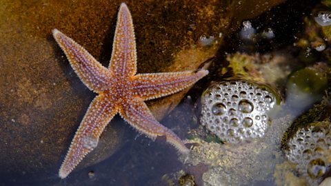 Seaside animals - BBC Bitesize