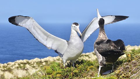 BBC One - Frozen Planet II - Revealing the plight of the Antipodean ...