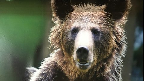 Životinje, ugrožene vrste i Srbija: Ljubavni život mede Aleksandra na ...