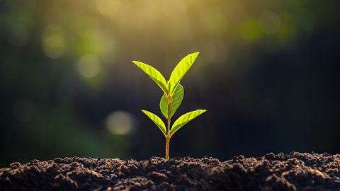 Deforestation - BBC News