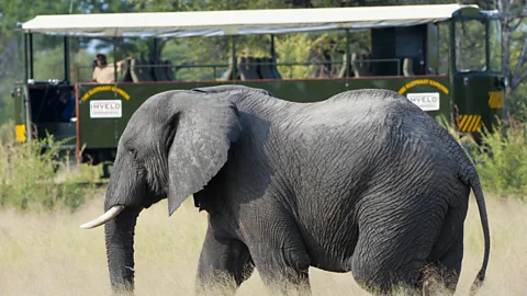 Zimbabwe's stunning 80km safari train